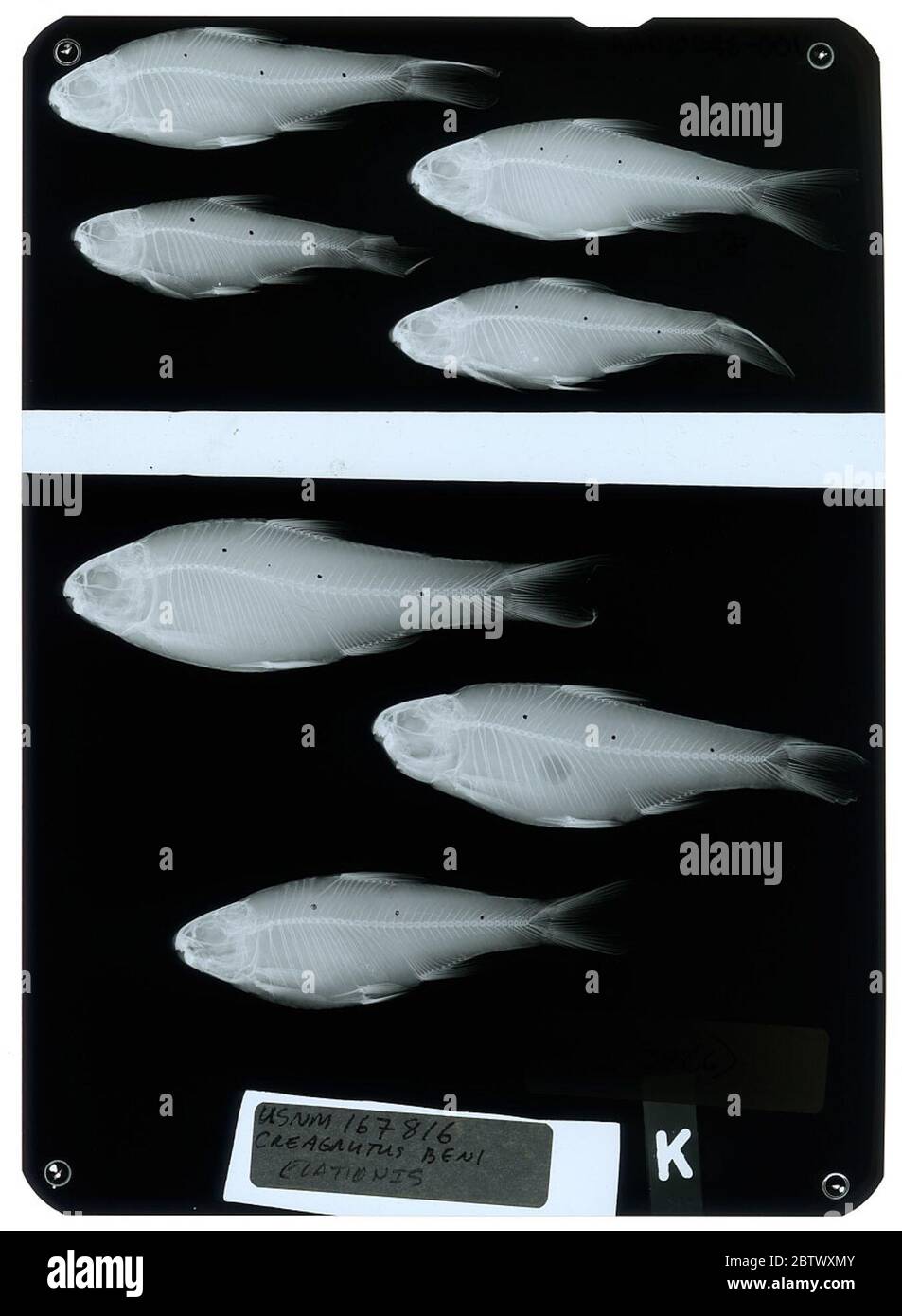 Creagrutus holmi Vari Harold. 21 Aug 20191 Stock Photo - Alamy