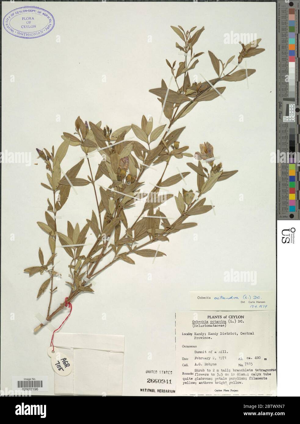 Osbeckia Octandra High Resolution Stock Photography and Images - Alamy