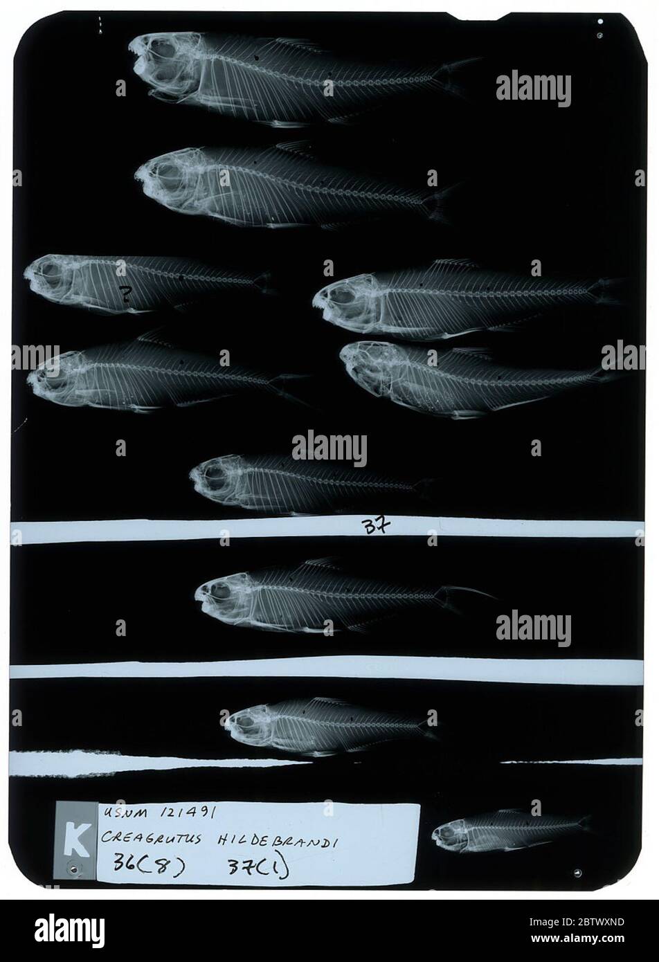 Creagrutus hildebrandi Schultz. Radiograph is of a type.24 Oct 20181 ...