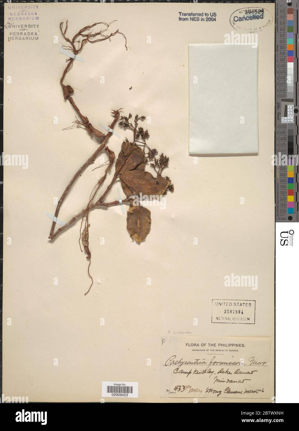 Constricta hi-res stock photography and images - Alamy