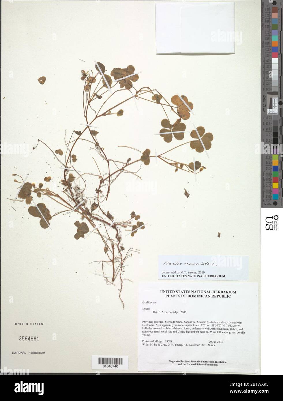Oxalis corniculata L Stock Photo - Alamy