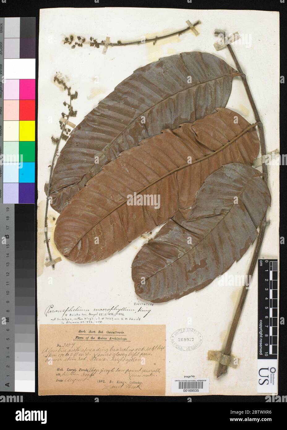 Paranephelium macrophyllum King Stock Photo - Alamy