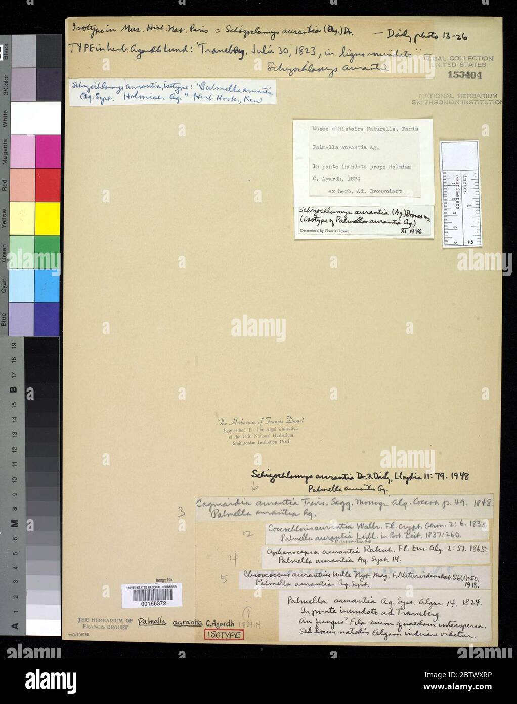 Palmella aurantia C Agardh Stock Photo - Alamy