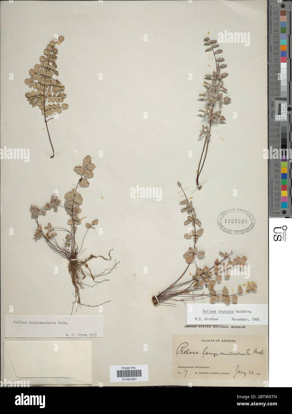 Pellaea truncata hi-res stock photography and images - Alamy