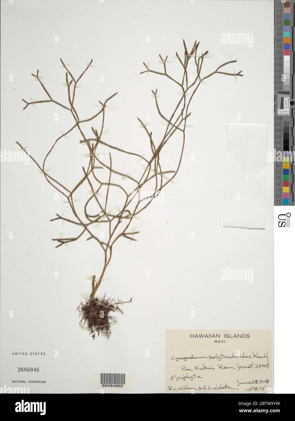 Phlegmariurus filiformis Sw WH Wagner Stock Photo - Alamy