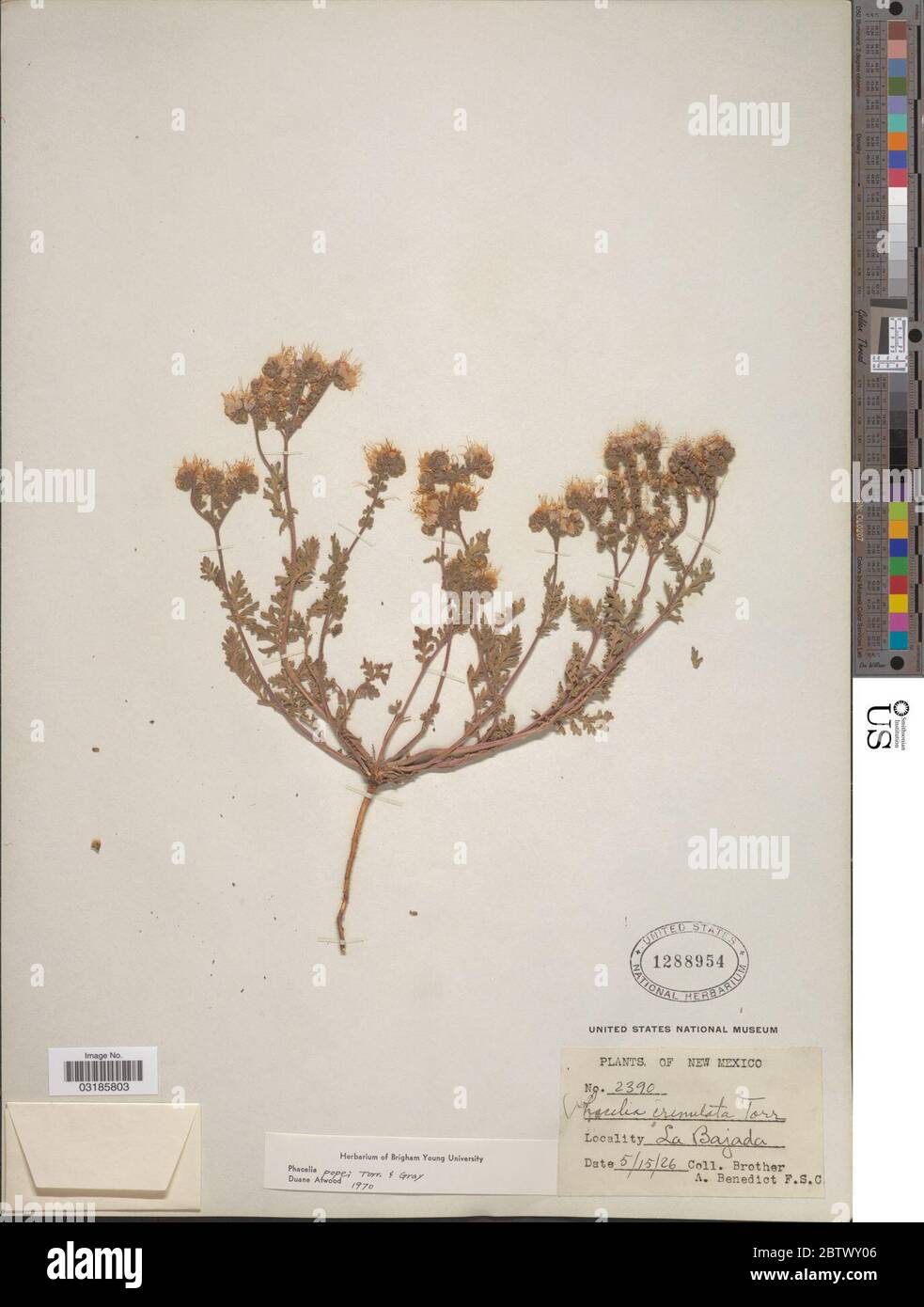 Popei hi-res stock photography and images - Alamy