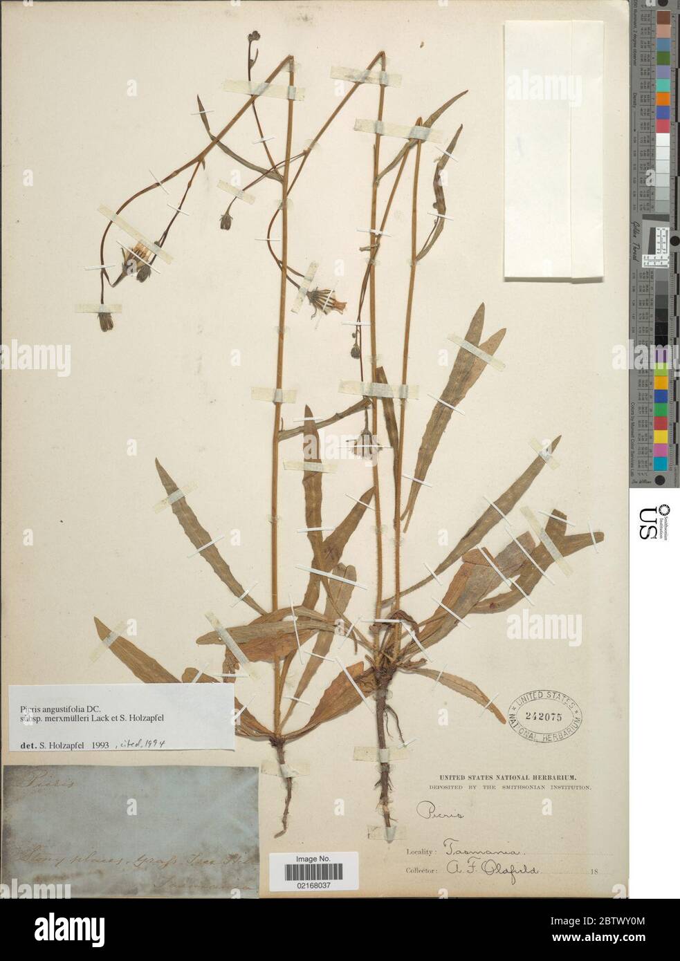 Picris species hi-res stock photography and images - Alamy