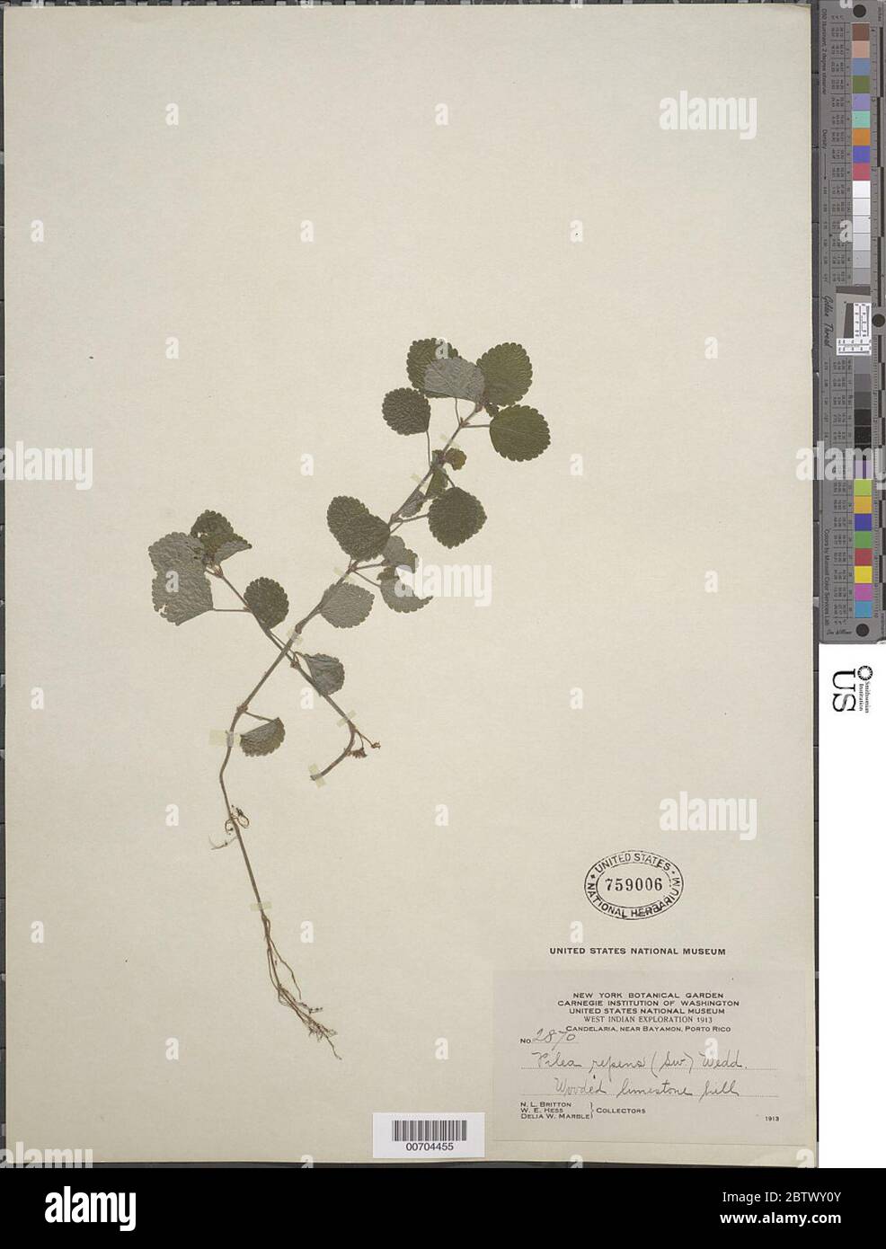 Pilea repens Sw Wedd Stock Photo - Alamy