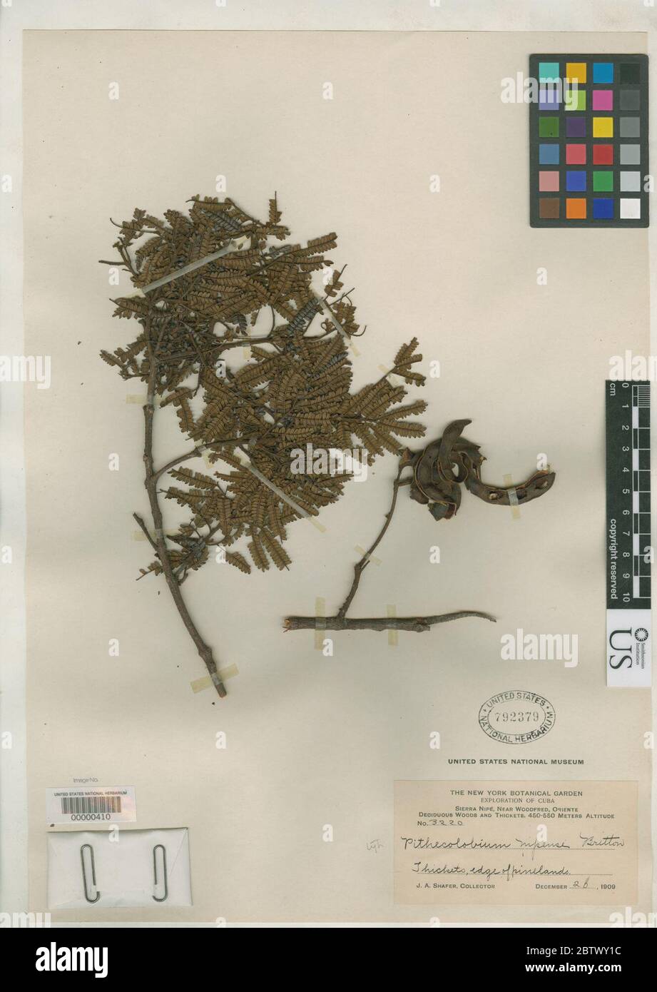 Pithecellobium hi-res stock photography and images - Alamy