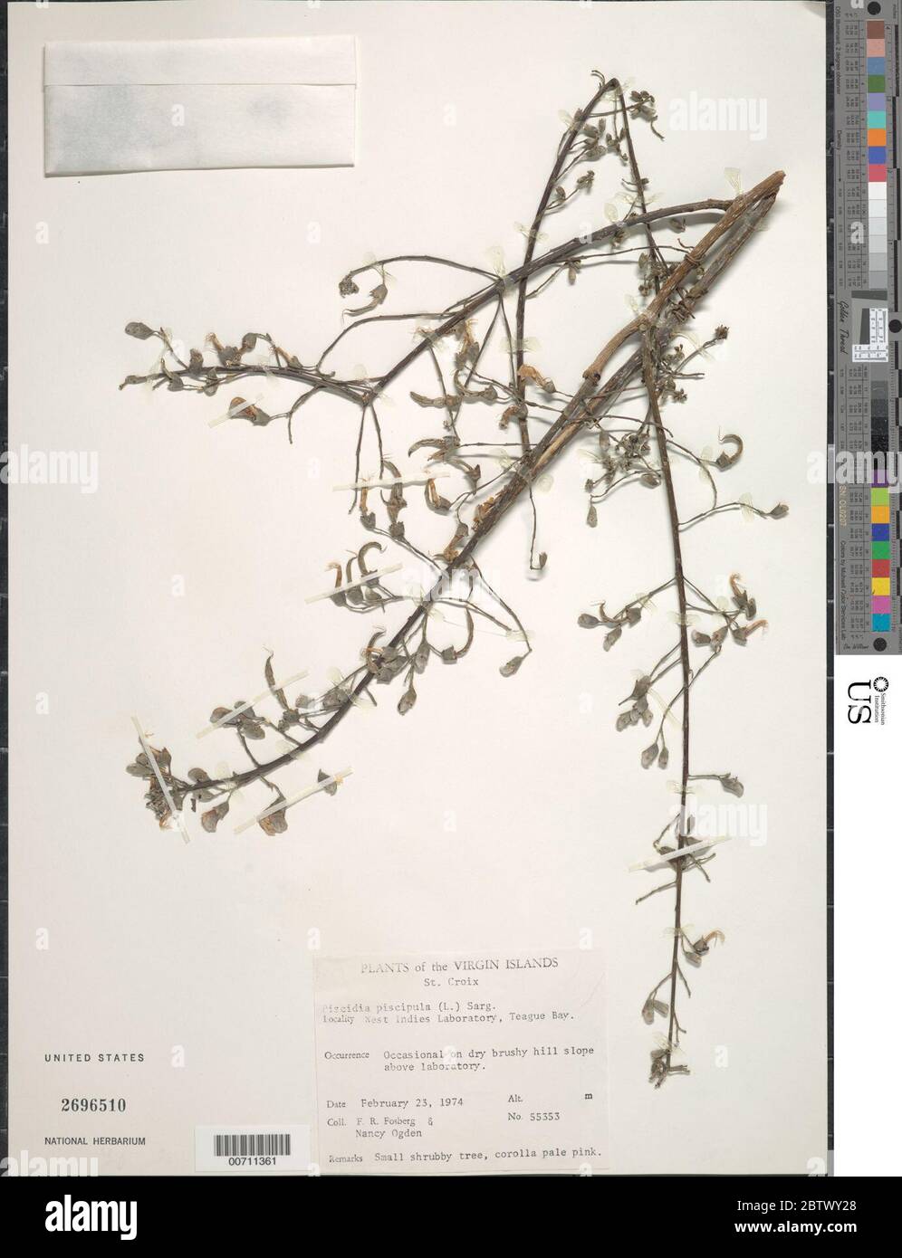 Piscidia hi-res stock photography and images - Alamy