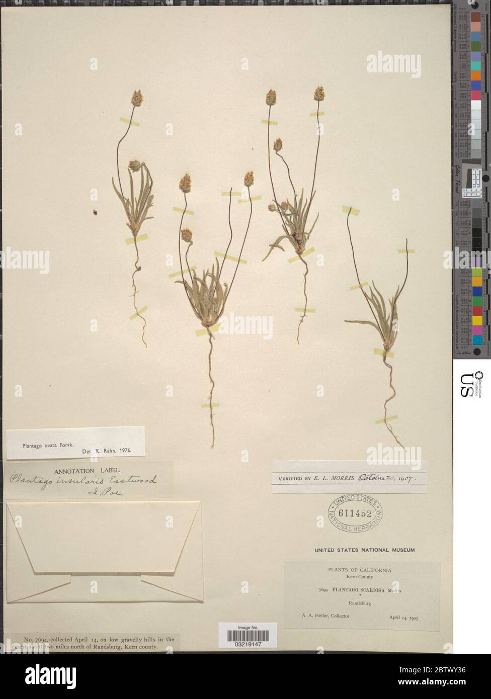 Plantago ovata Forssk Stock Photo - Alamy