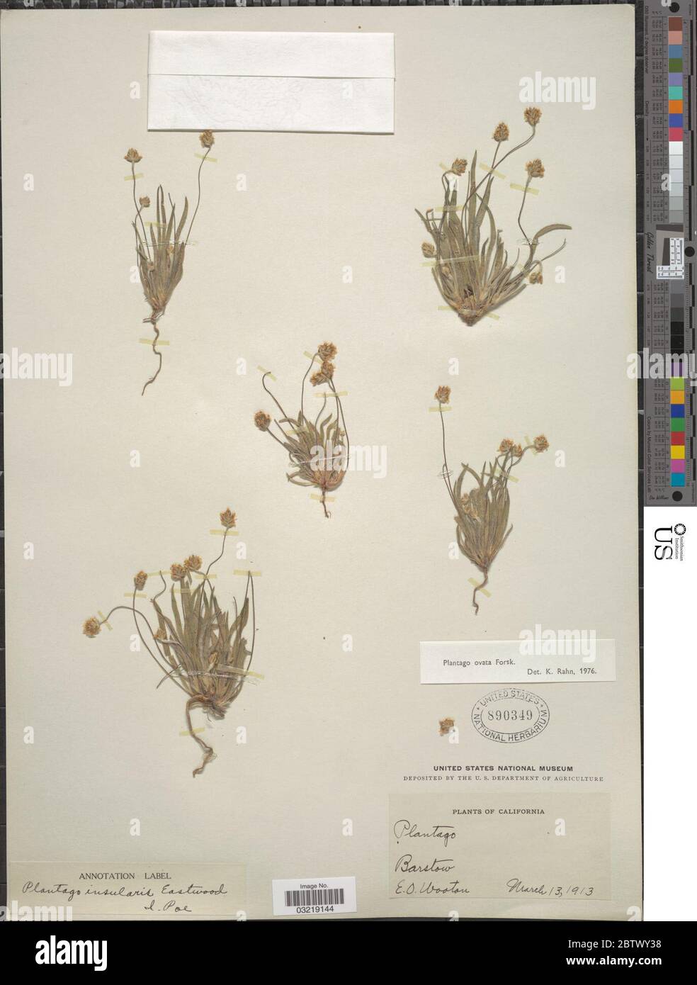 Plantago ovata Forssk Stock Photo - Alamy