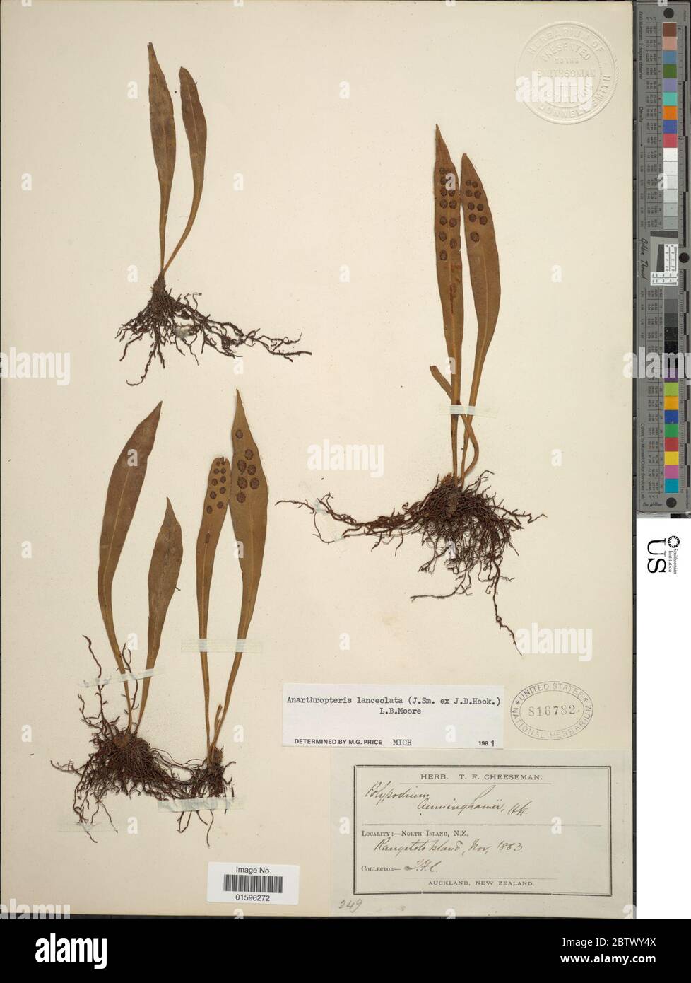 Polypodium lanceolatum L Stock Photo - Alamy