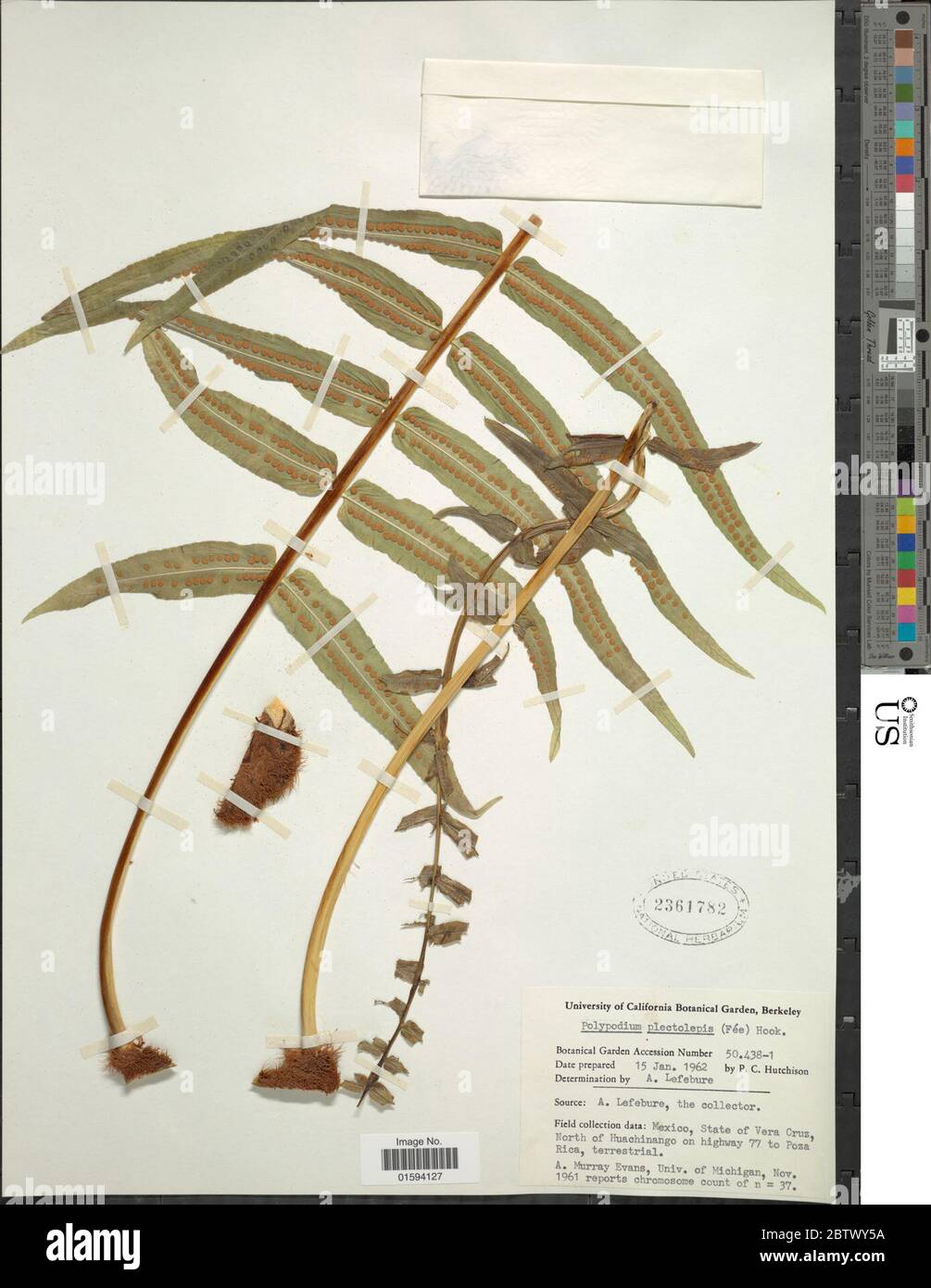 Polypodium plectolepis Fe Hook Stock Photo - Alamy