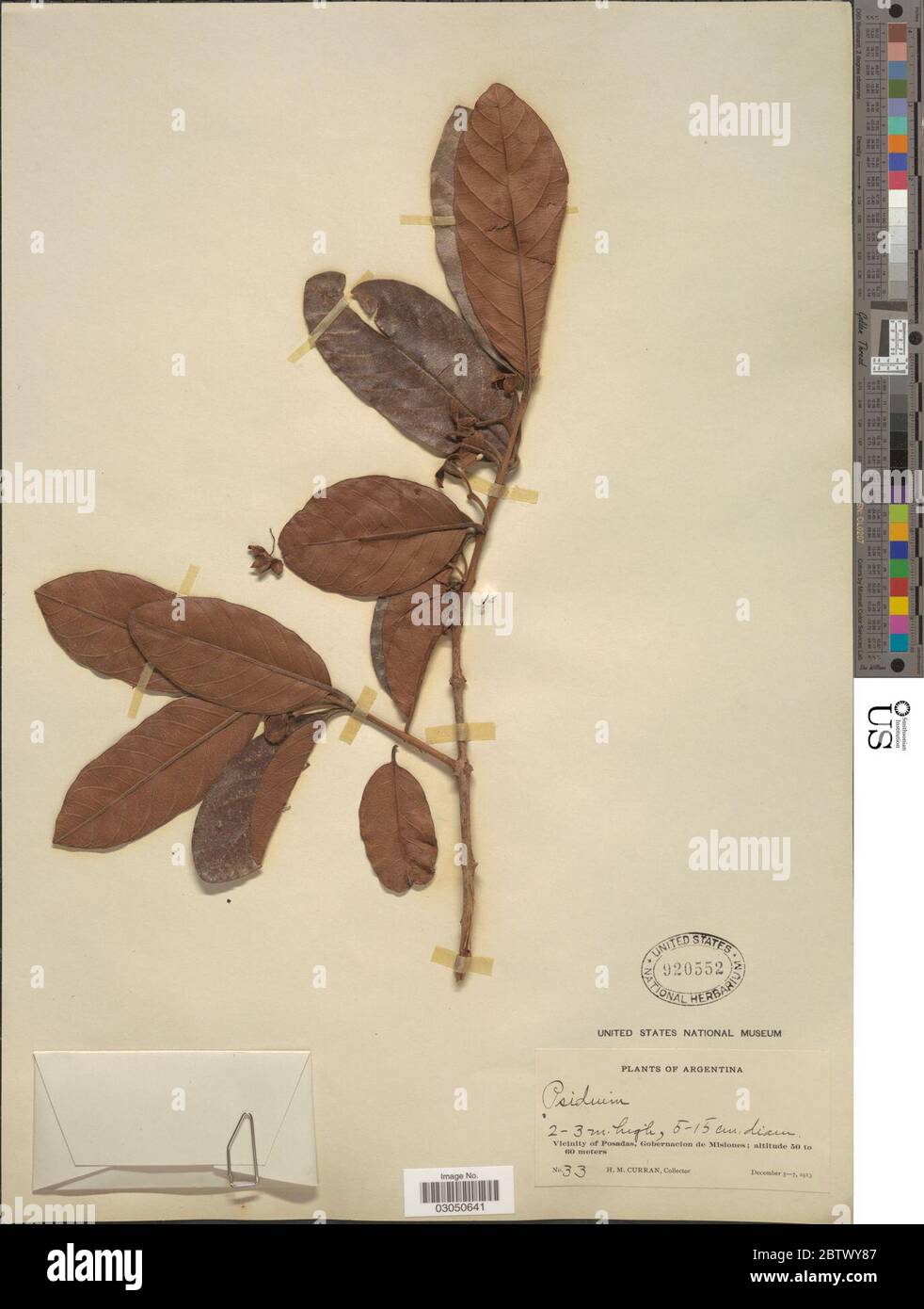 Psidium guianense Pers Stock Photo - Alamy