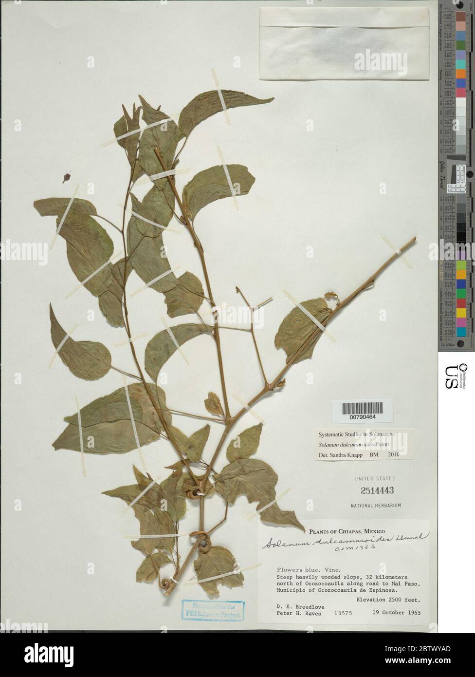 Solanum dulcamaroides Dunal Stock Photo - Alamy