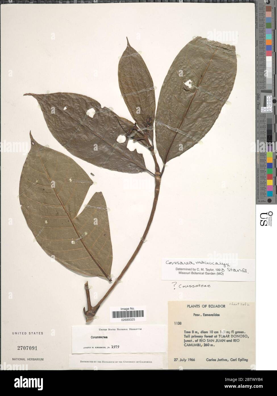 Coussarea macrocalyx hi-res stock photography and images - Alamy