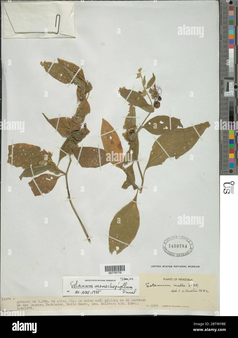 Dunal vegetation hi-res stock photography and images - Alamy