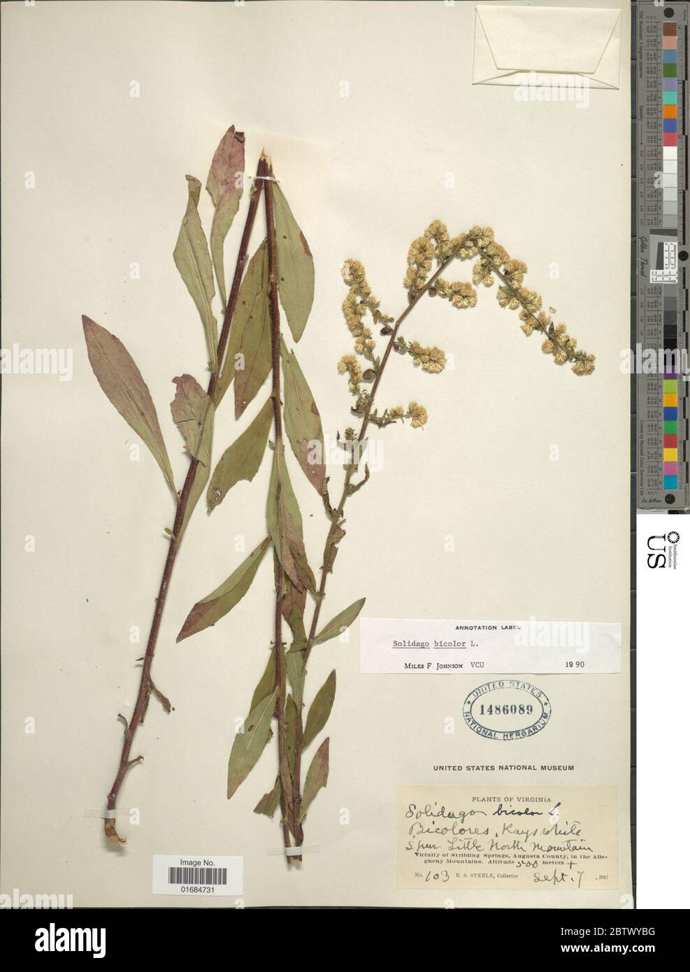 Solidago bicolor hi-res stock photography and images - Alamy