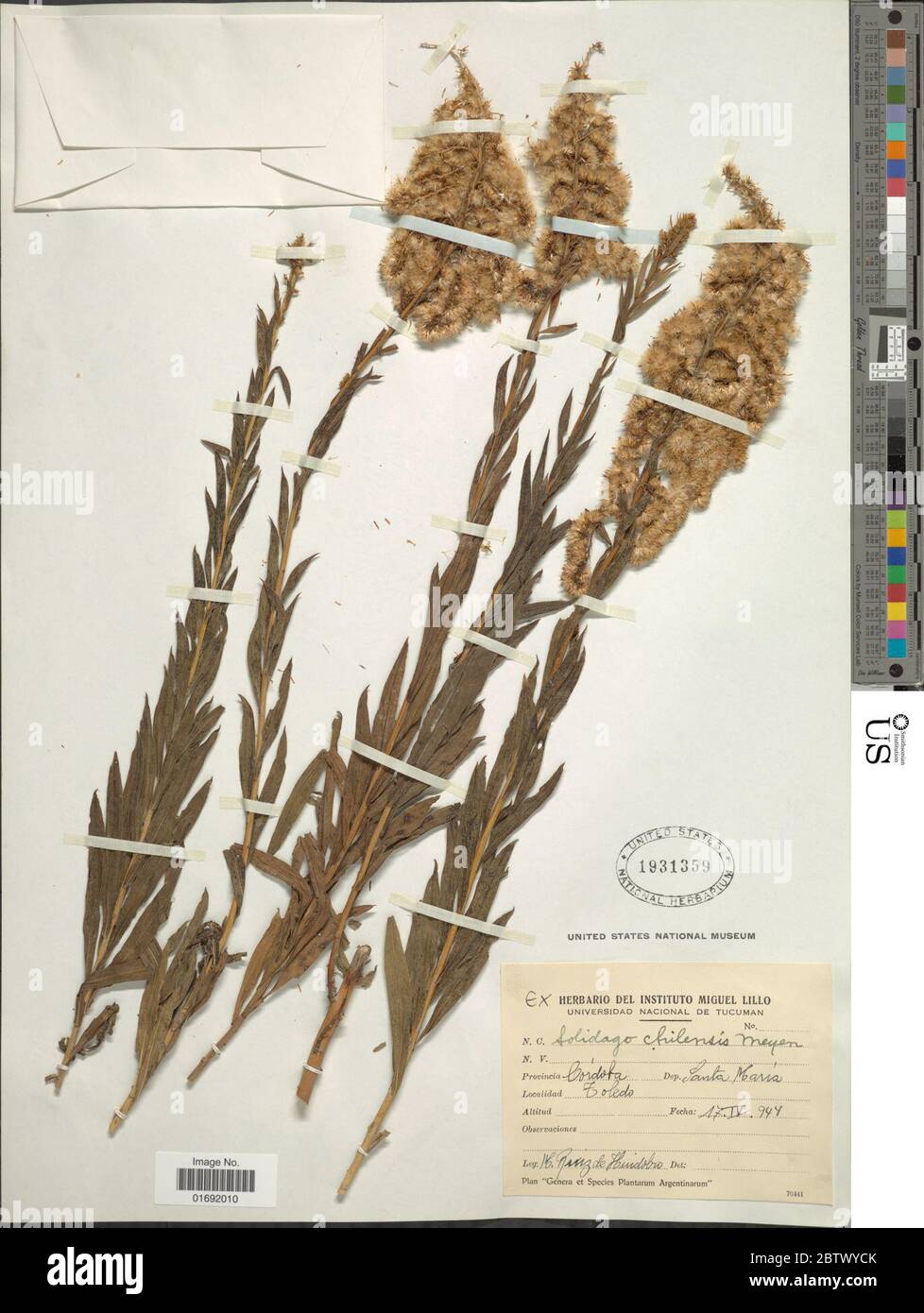 Solidago chilensis hi-res stock photography and images - Alamy