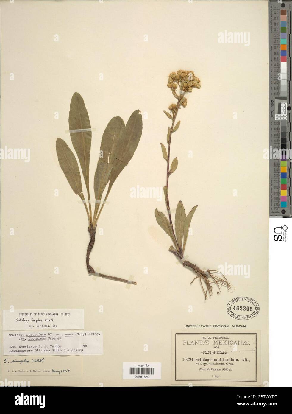 Solidago neomexicana Wooton Standl Stock Photo - Alamy