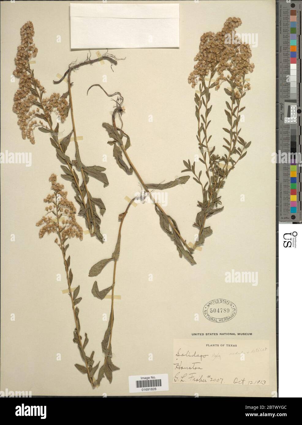 Solidago sp hi-res stock photography and images - Alamy