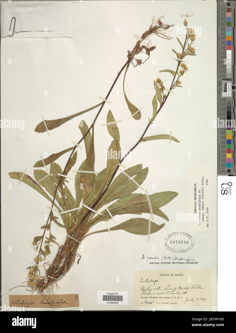 S spathulata hi-res stock photography and images - Alamy