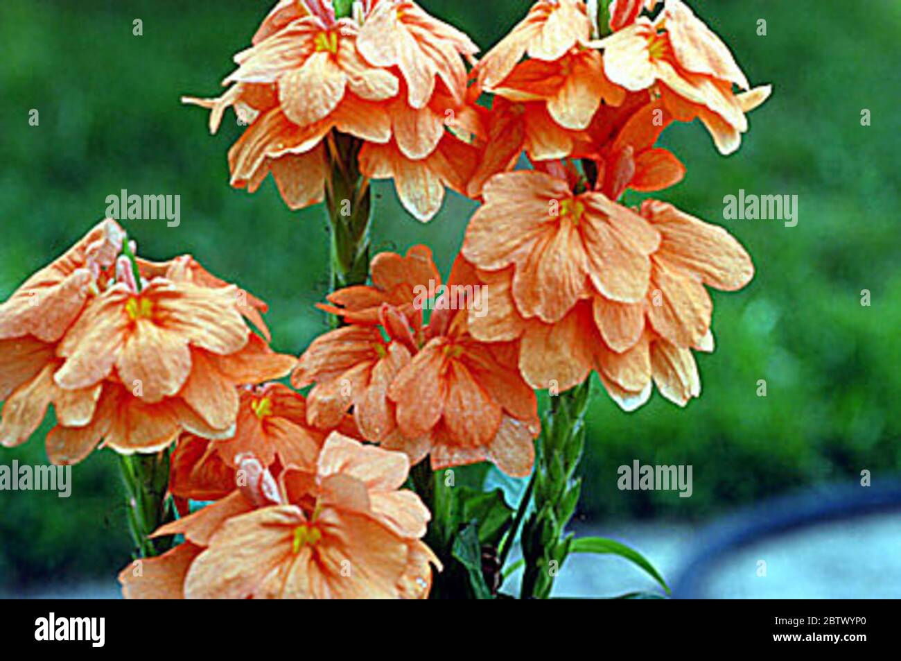 Crossandra infundibuliformis hi-res stock photography and images - Alamy