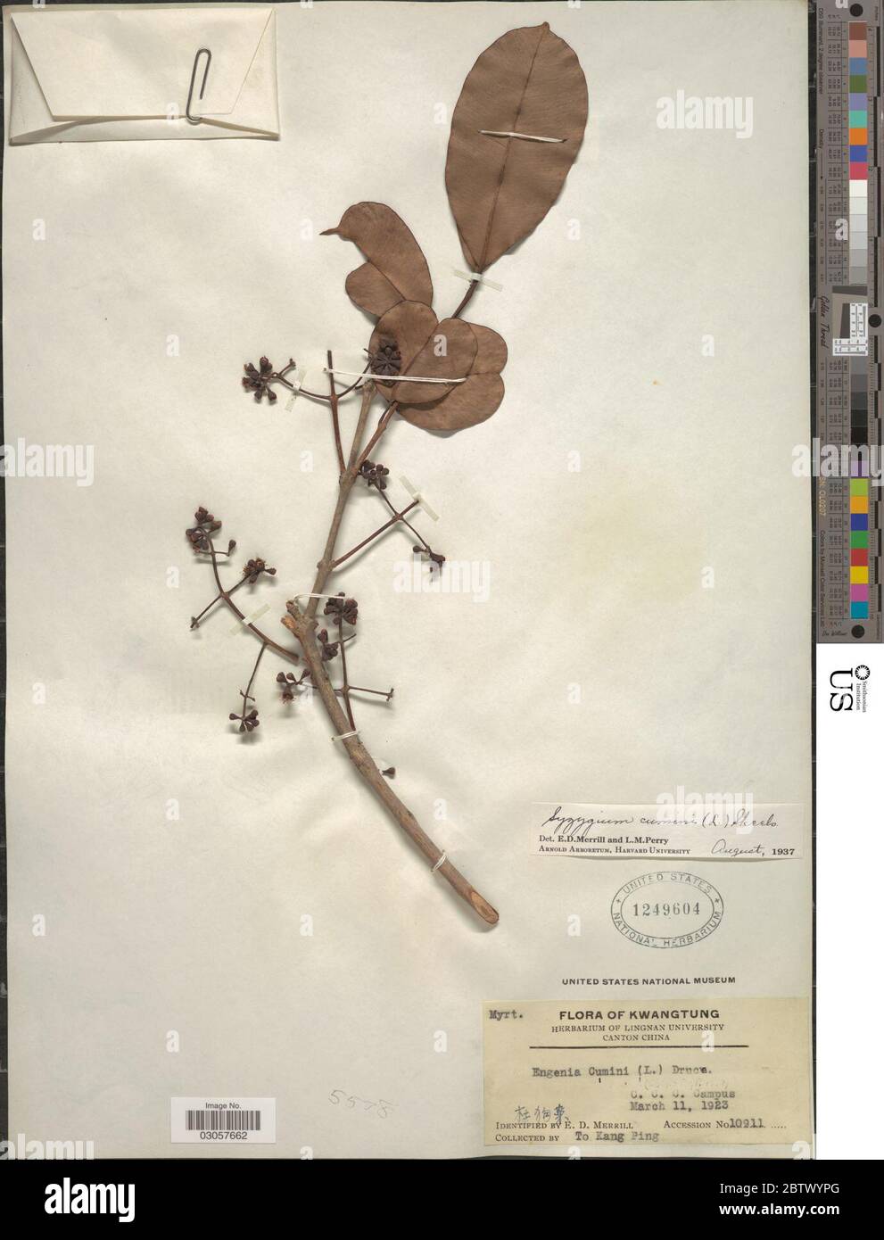 Syzygium cumini L Skeels Stock Photo - Alamy