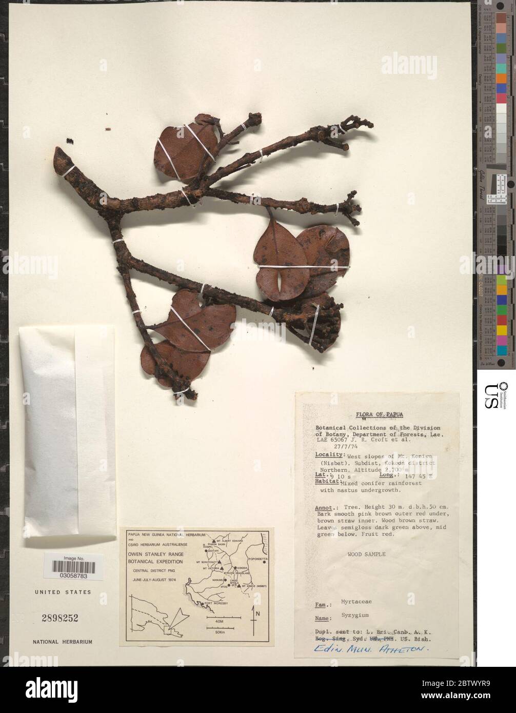 Syzygium sp sp hi-res stock photography and images - Alamy