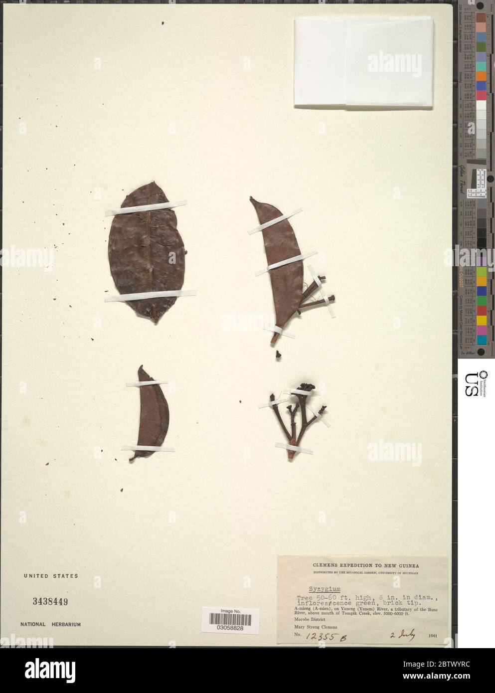 Syzygium sp sp hi-res stock photography and images - Alamy