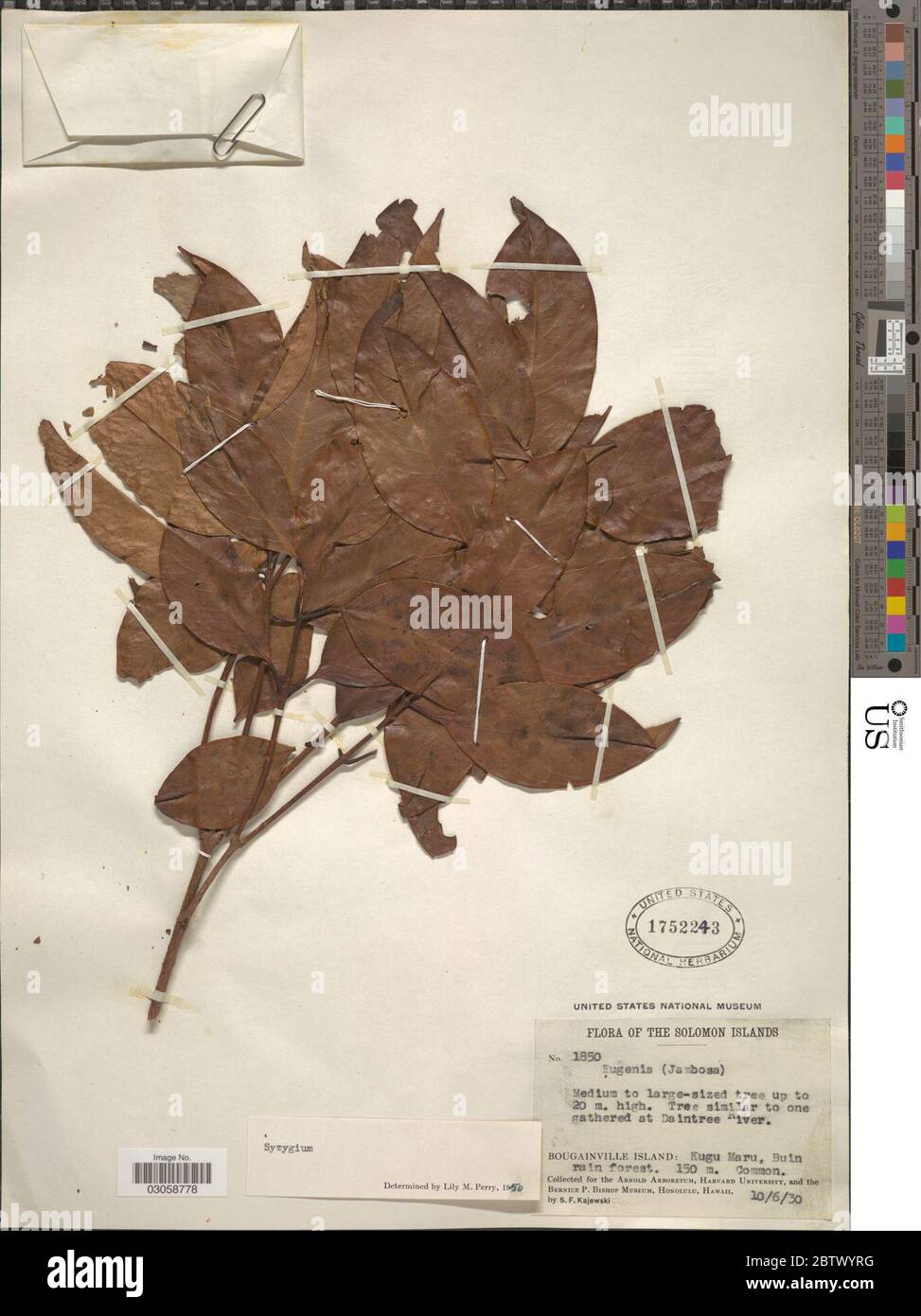 Syzygium sp sp hi-res stock photography and images - Alamy