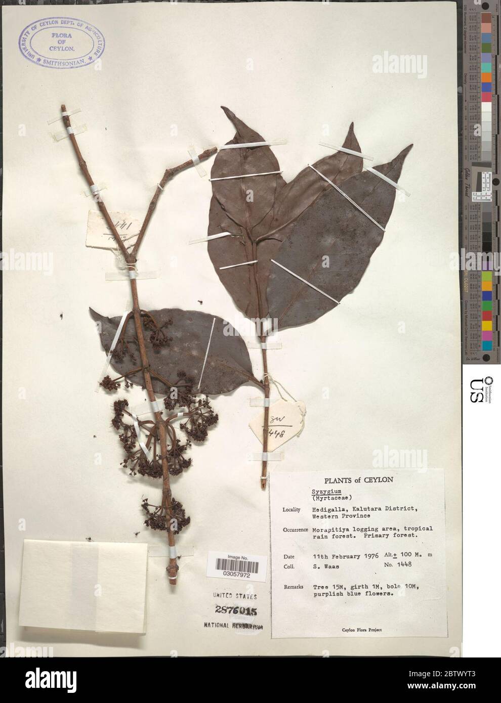 Syzygium sp sp hi-res stock photography and images - Alamy