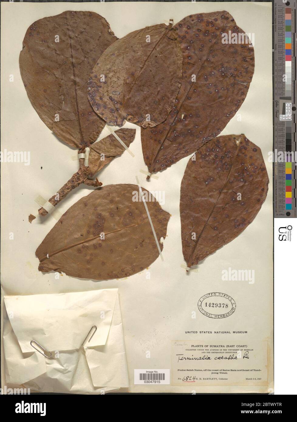 Terminalia catappa l hi-res stock photography and images - Alamy