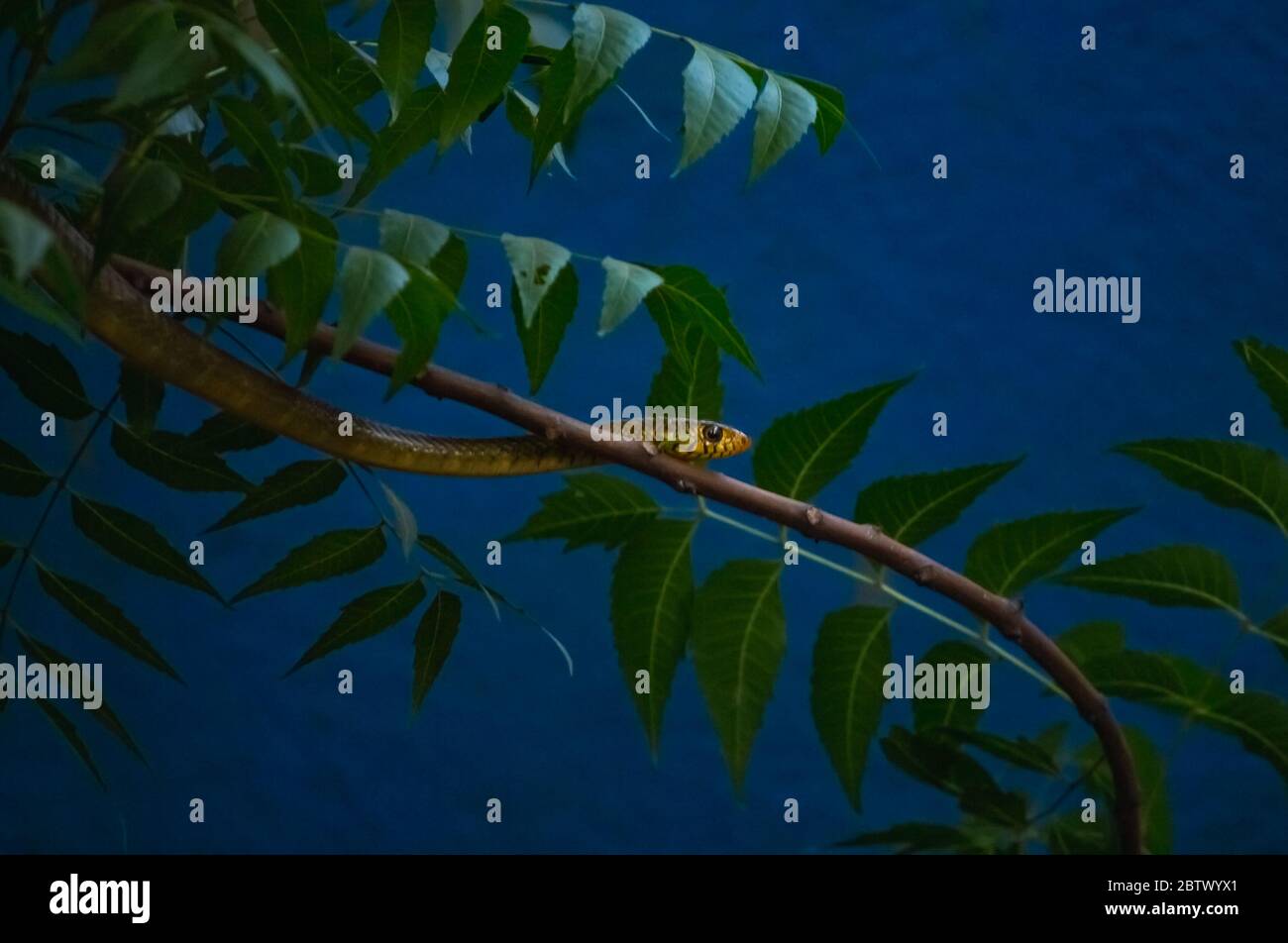 Small Indian Rat snake on the neem tree branch with neem leafs islaoted ...