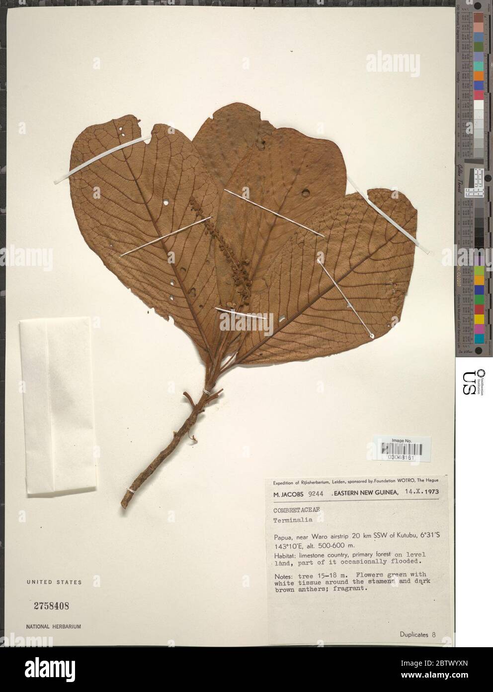 Terminalia sp hi-res stock photography and images - Alamy
