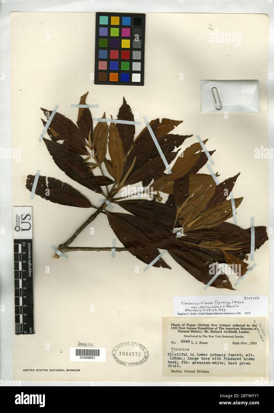 Timonius timon hi-res stock photography and images - Alamy