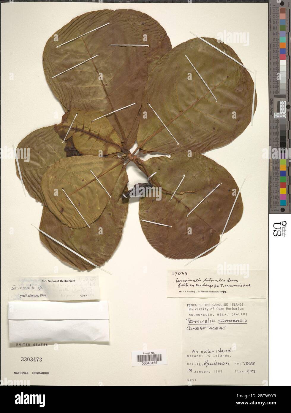 Terminalia sp hi-res stock photography and images - Alamy