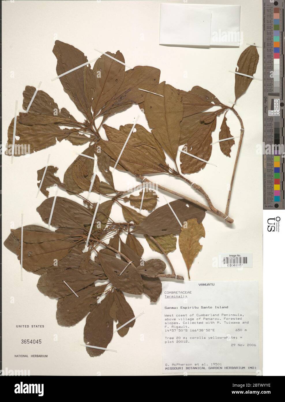 Terminalia sp hi-res stock photography and images - Alamy