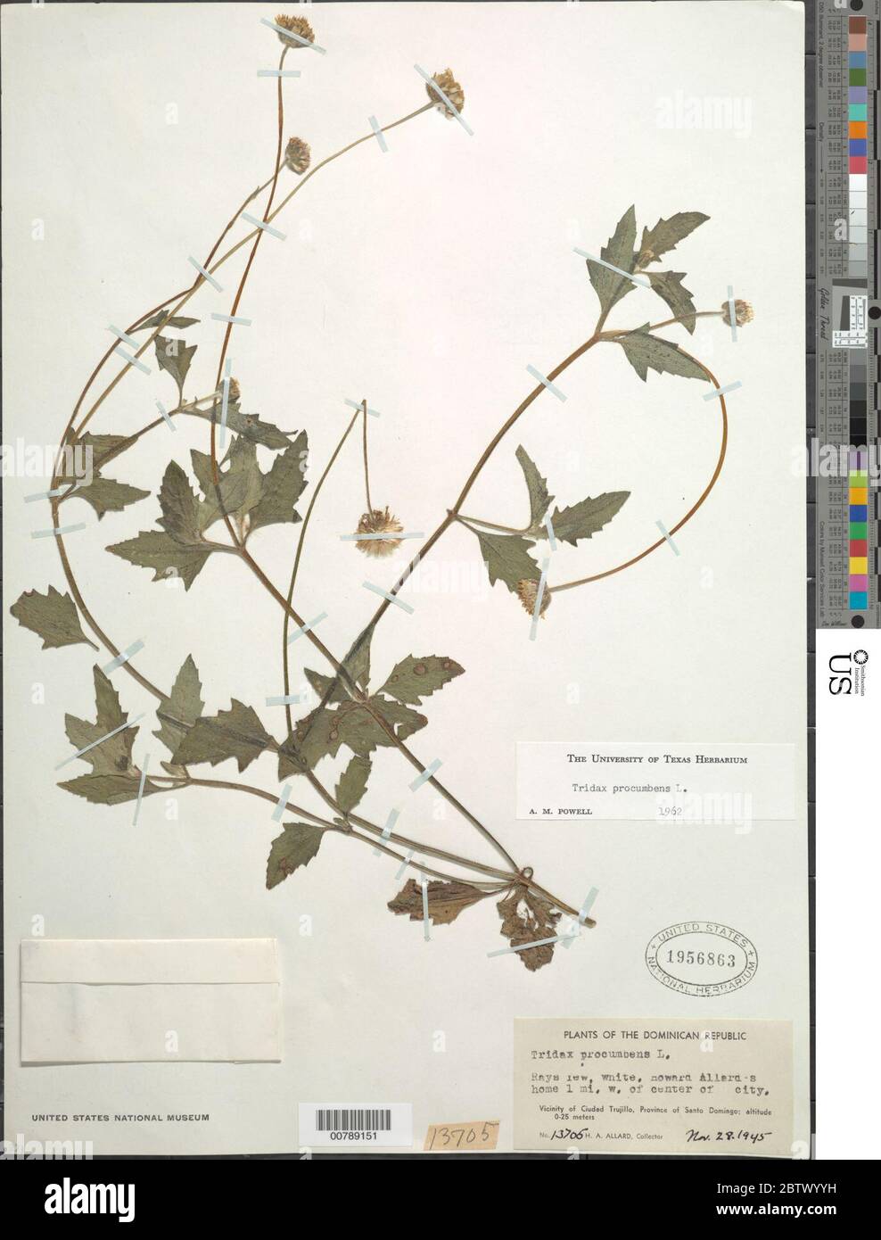 Tridax procumbens L Stock Photo - Alamy