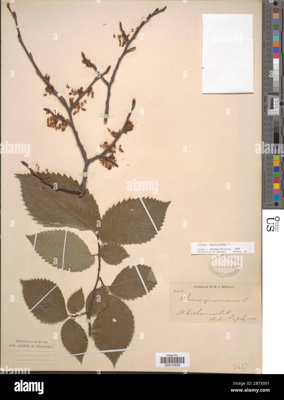 Ulmus americana l hi-res stock photography and images - Alamy