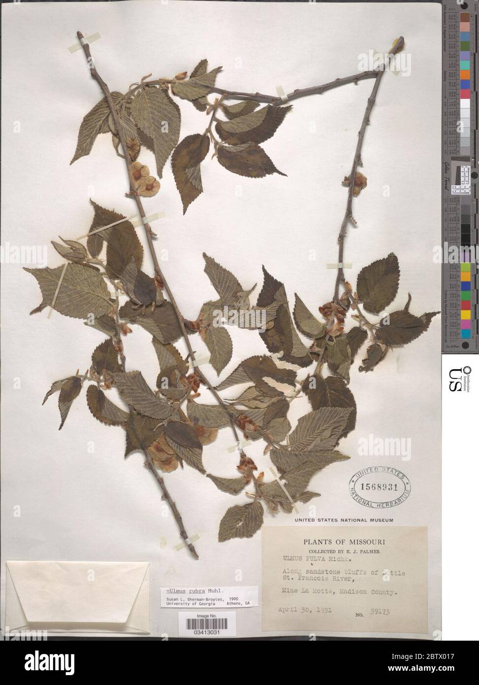 Ulmus rubra Muhl Stock Photo - Alamy