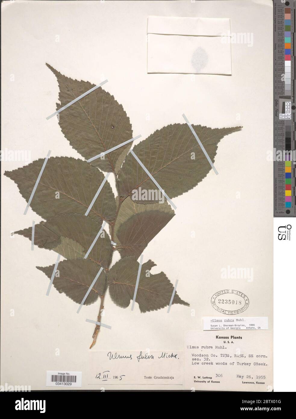 Ulmus rubra hi-res stock photography and images - Alamy