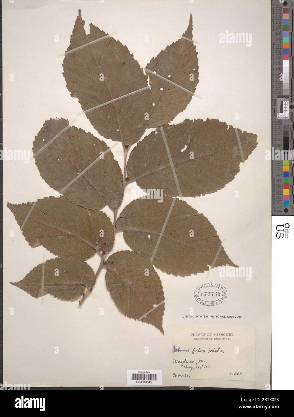 Ulmus rubra hi-res stock photography and images - Alamy