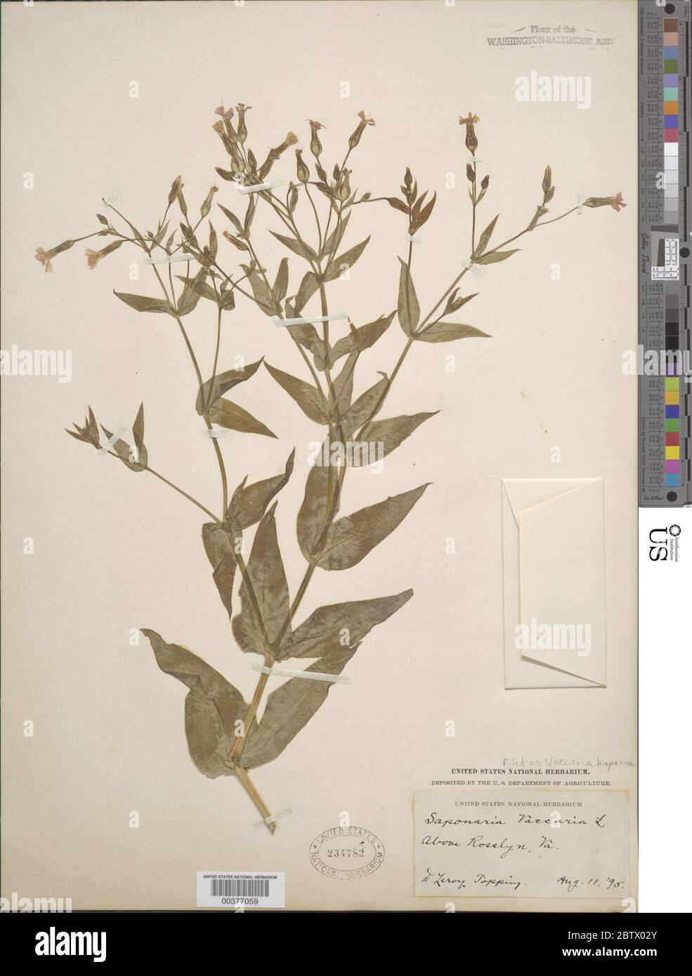 Vaccaria hispanica hi-res stock photography and images - Alamy