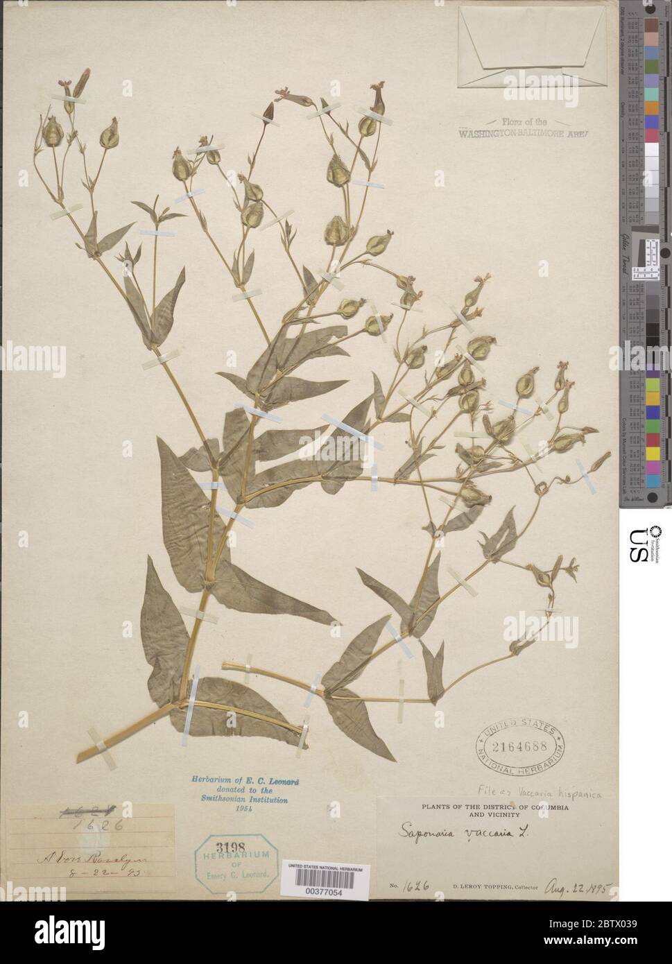 Vaccaria hispanica hi-res stock photography and images - Alamy