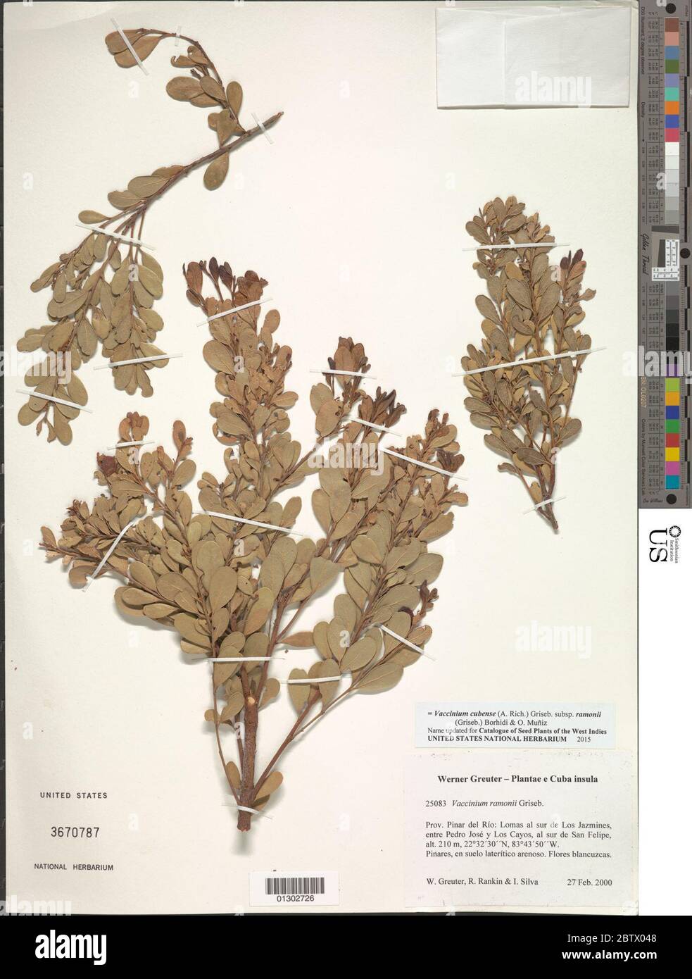 Cubense hi-res stock photography and images - Alamy