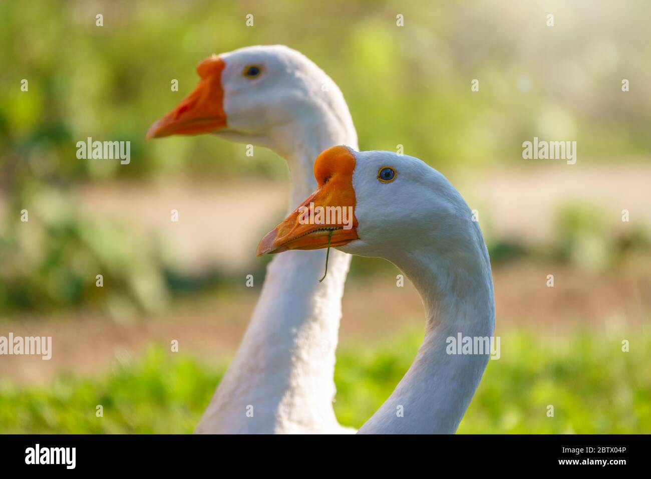 Portrait of two white geese on a bright sunny background. Domestic ...