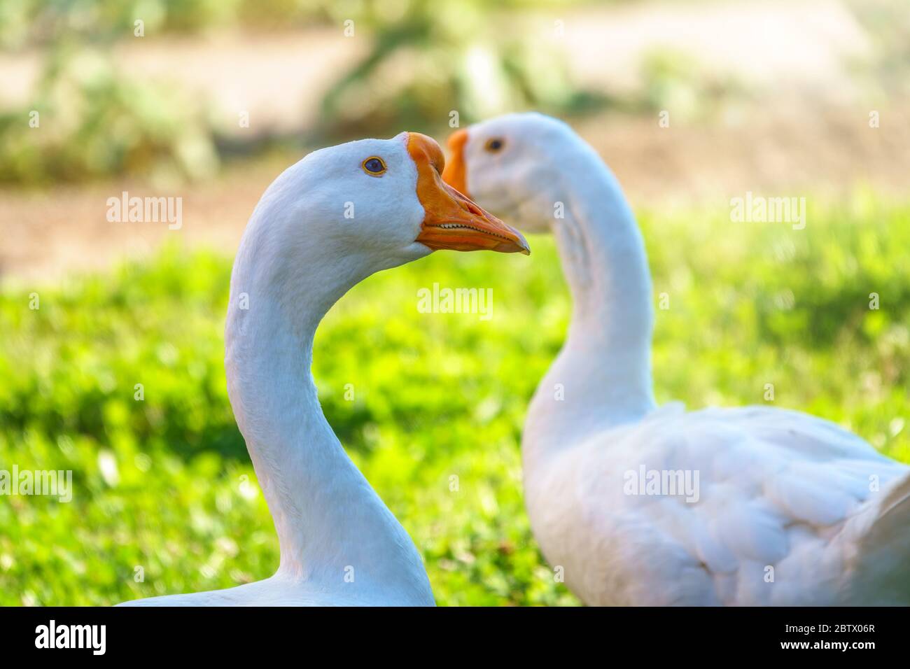 Portrait of two white geese on a bright sunny background. Domestic ...