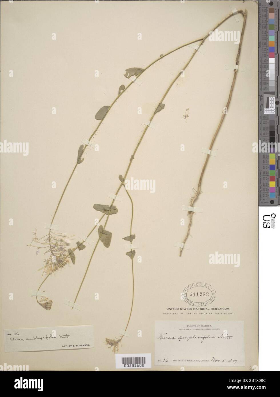 Amplexifolia hi-res stock photography and images - Alamy